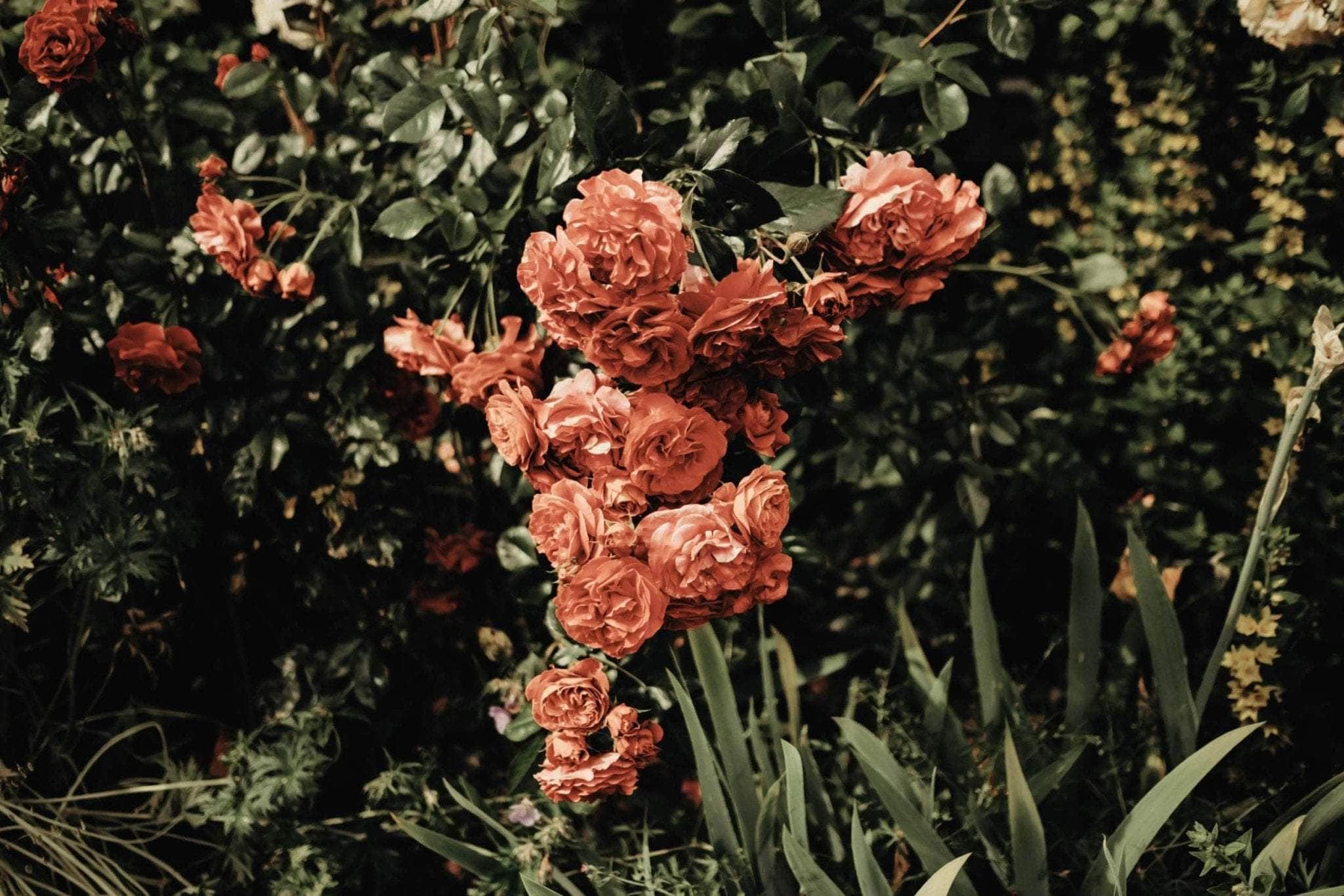 Rosenrot Kerze zum Nachfüllen | Looops